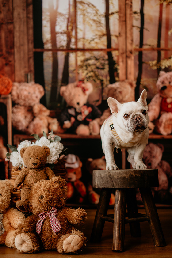 Top Tips for the Perfect Pet Photoshoot With Your Furry Friends - Oh ...