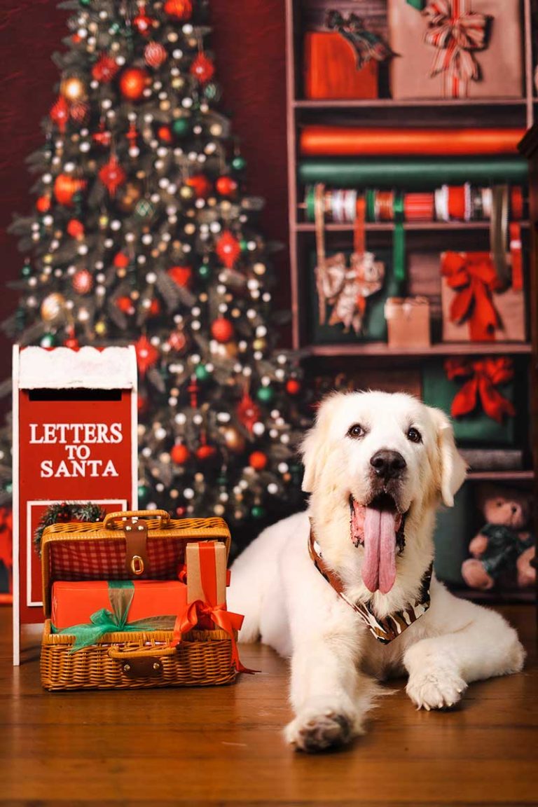 Pet Photography Singapore | Photoshoot with Pets